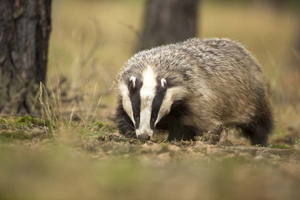 West Kent Badger Group – Conservation and protection of badgers